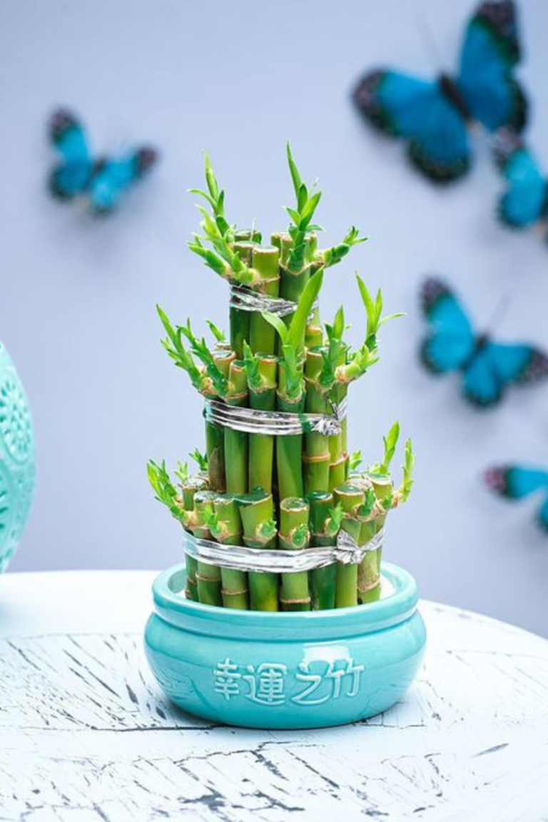 The Complete Guide to Lucky Bamboo: Care Tips, Varieties, and Feng Shui ...