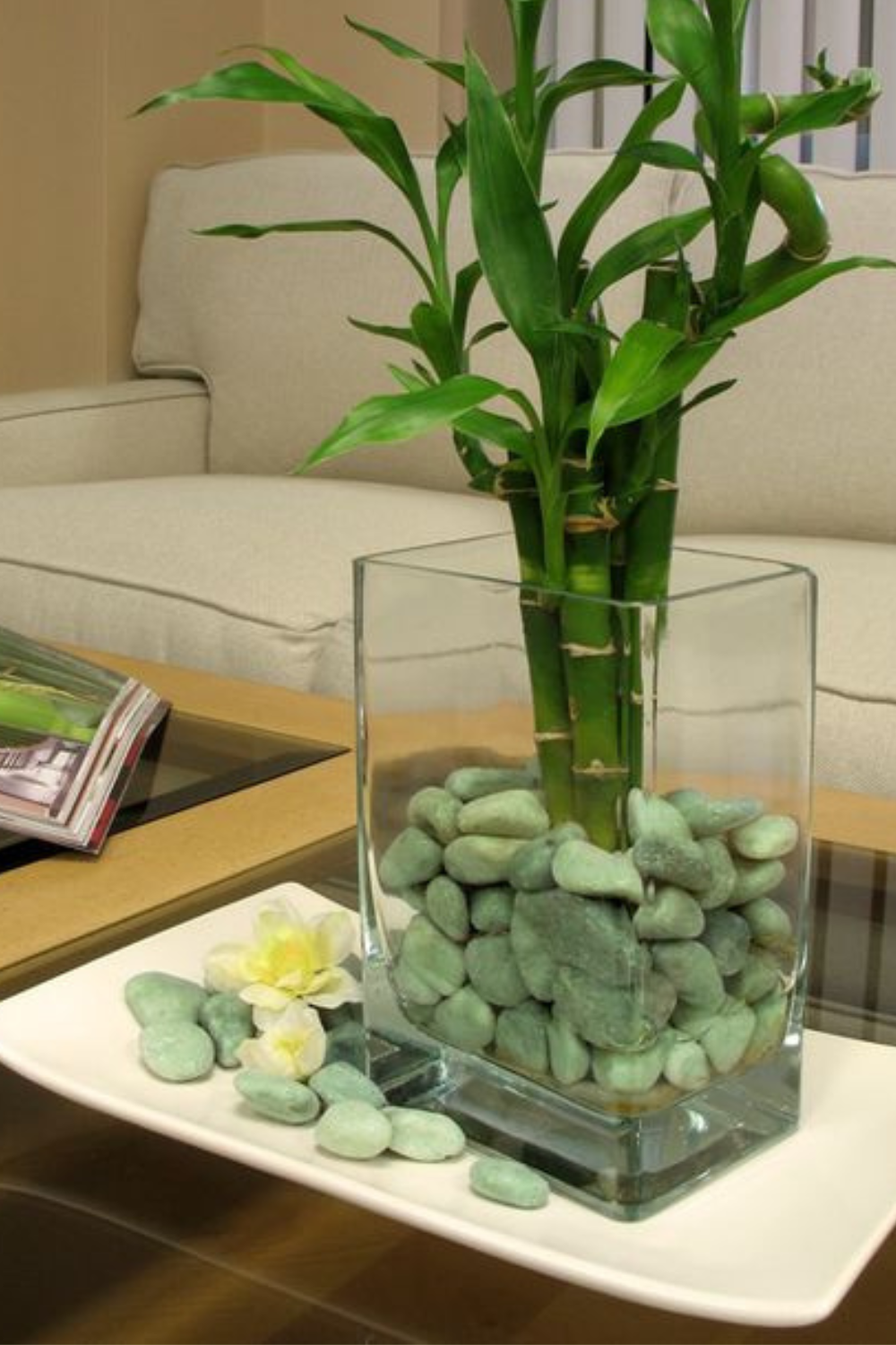 The Complete Guide to Lucky Bamboo: Care Tips, Varieties, and Feng Shui ...